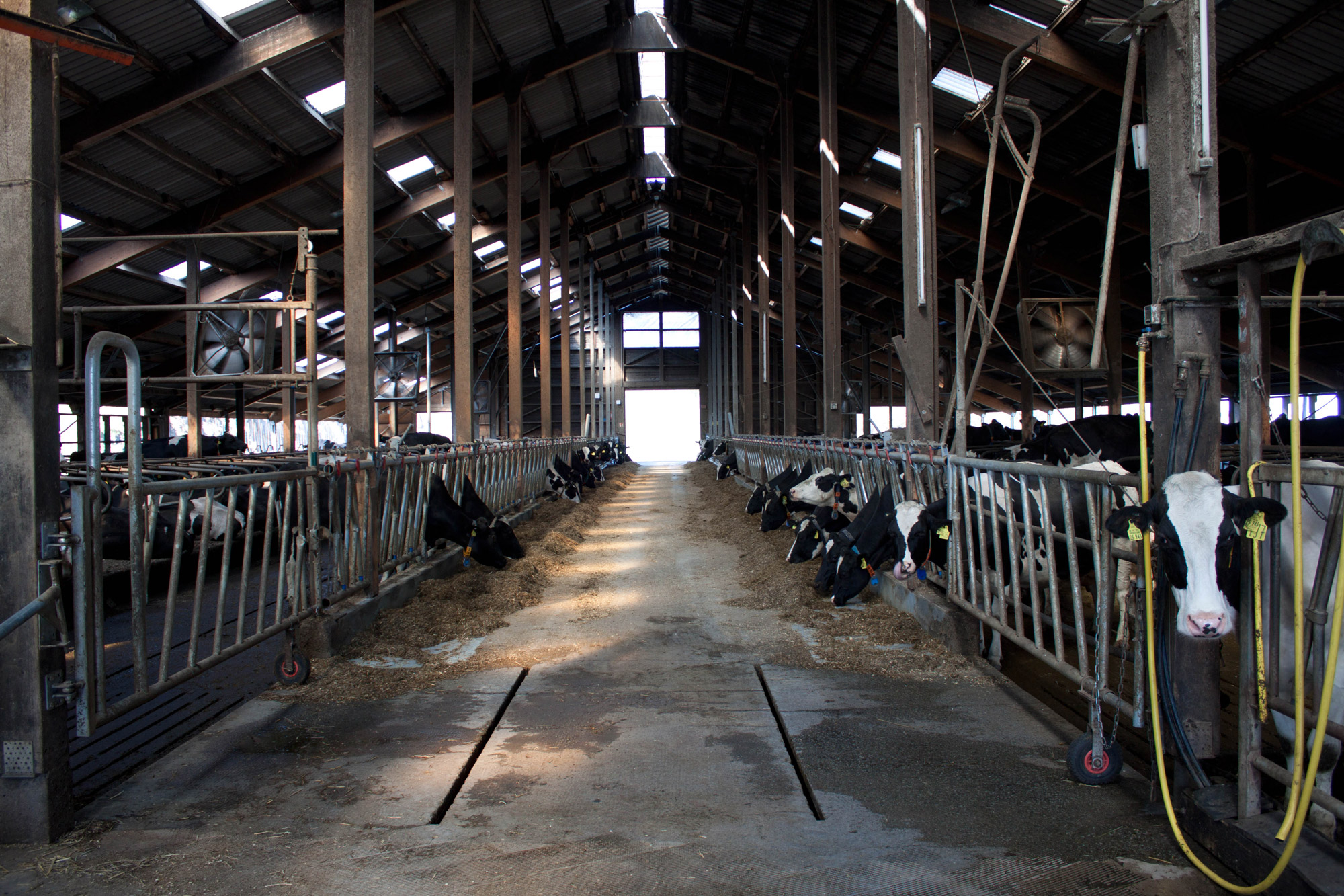 Der Stall – Bergesmilch Gbr