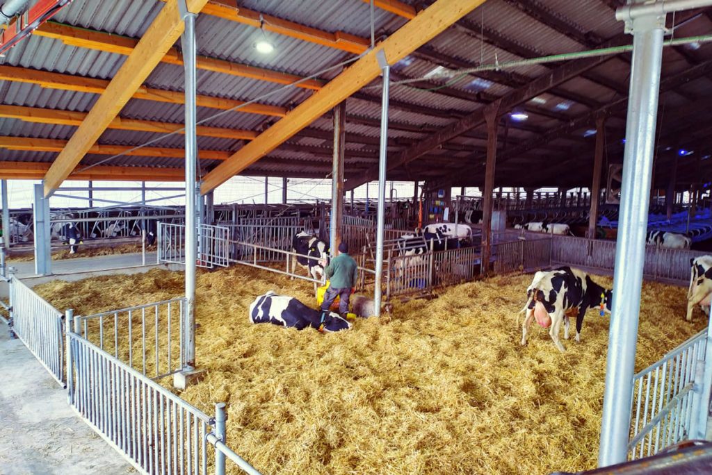 Der Stall – Bergesmilch Gbr