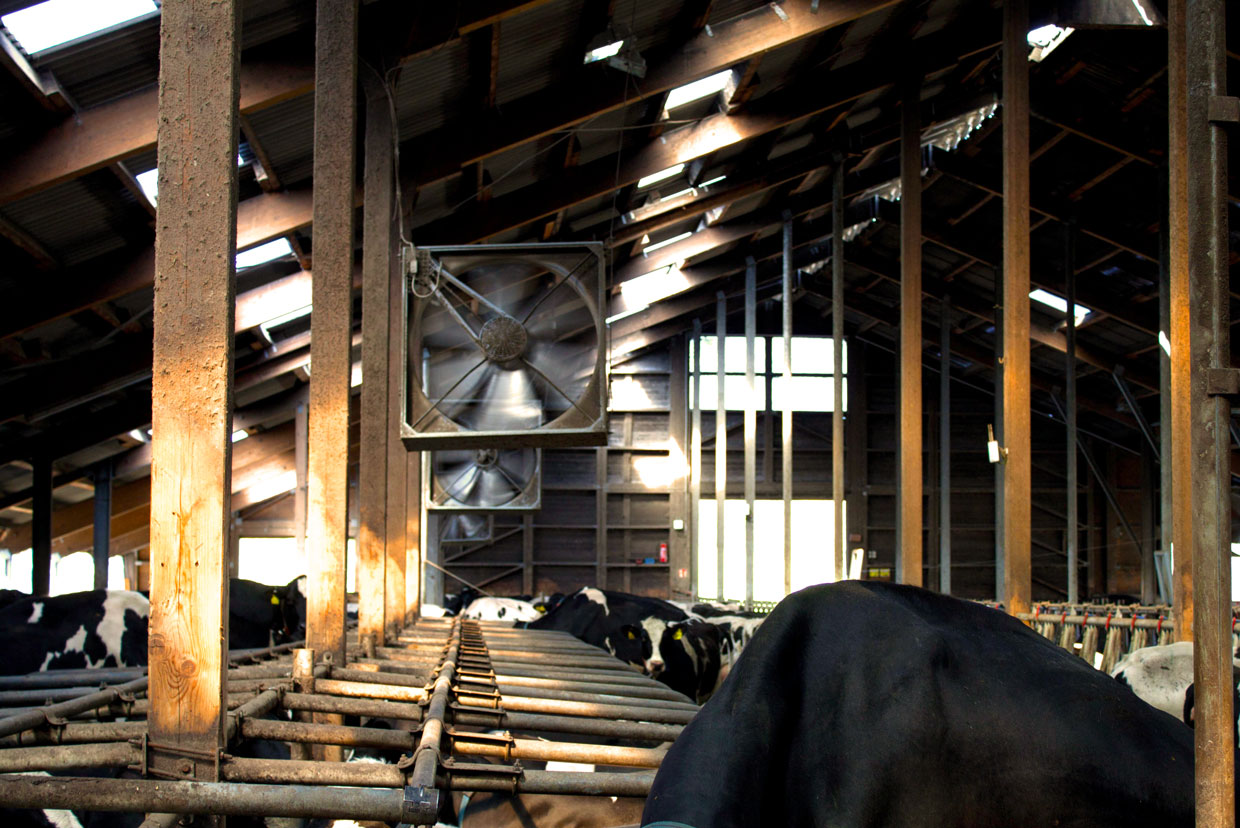 Der Stall – Bergesmilch Gbr